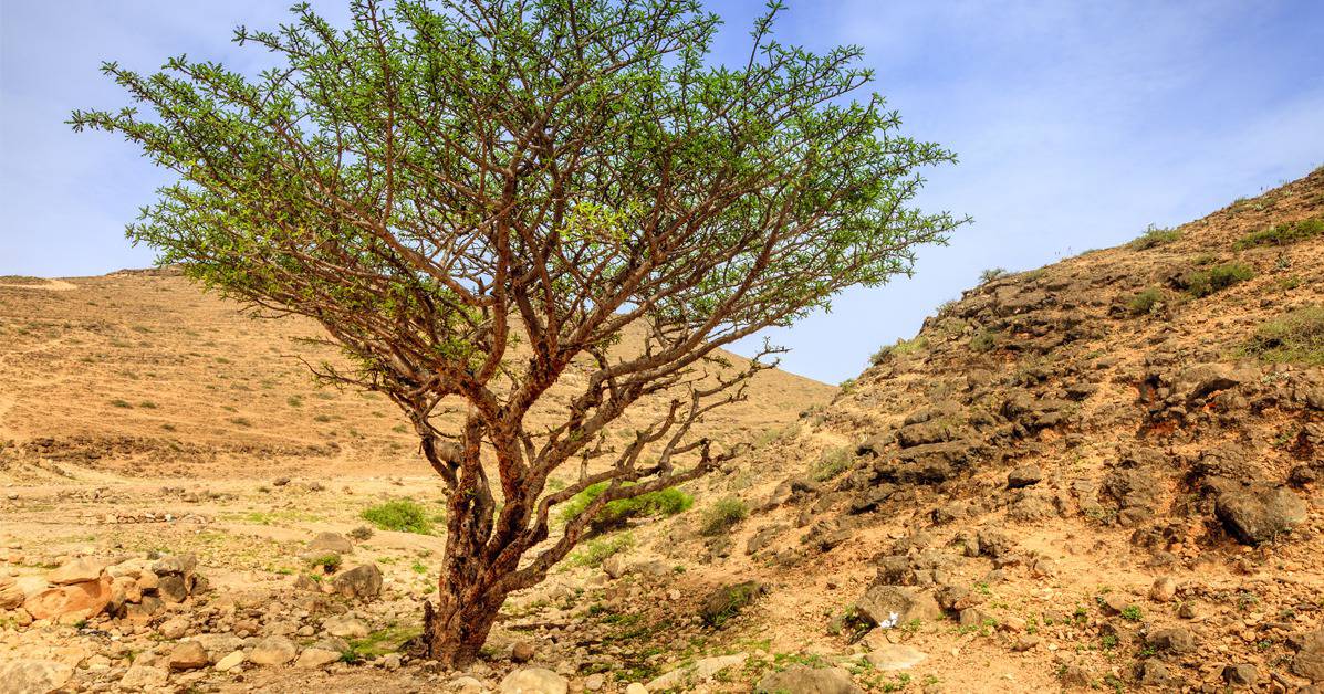 Frankincense Tree: The Amazing Desert Treasure with a Story to Tell ...