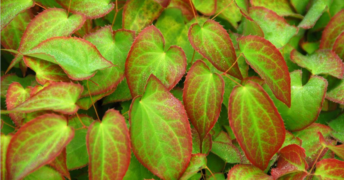 Epimedium: Nature’s Alternative to the “Little Blue Pill” – Organixx