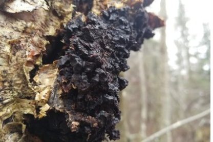 Chaga Mushroom Benefits: Top 10 Things You Need to Know About Chaga ...