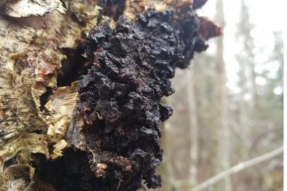 Chaga Mushroom Benefits: Top 10 Things You Need to Know About Chaga ...