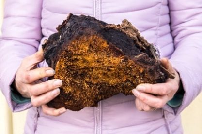 Chaga Mushroom Benefits: Top 10 Things You Need to Know About Chaga ...