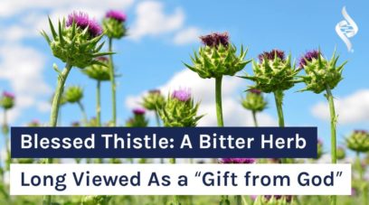 Blessed Thistle: A Bitter Herb Long Viewed As a “Gift from God” – Organixx