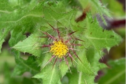 Blessed Thistle: A Bitter Herb Long Viewed As a “Gift from God” – Organixx