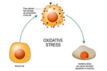 6 Significant Ways Vitamin C Supports a Strong Immune System – Organixx