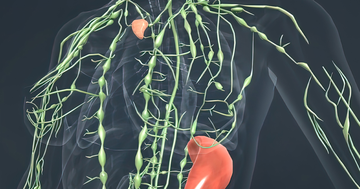 What is Your Lymphatic System, What Does it Do, and Why Supporting it ...