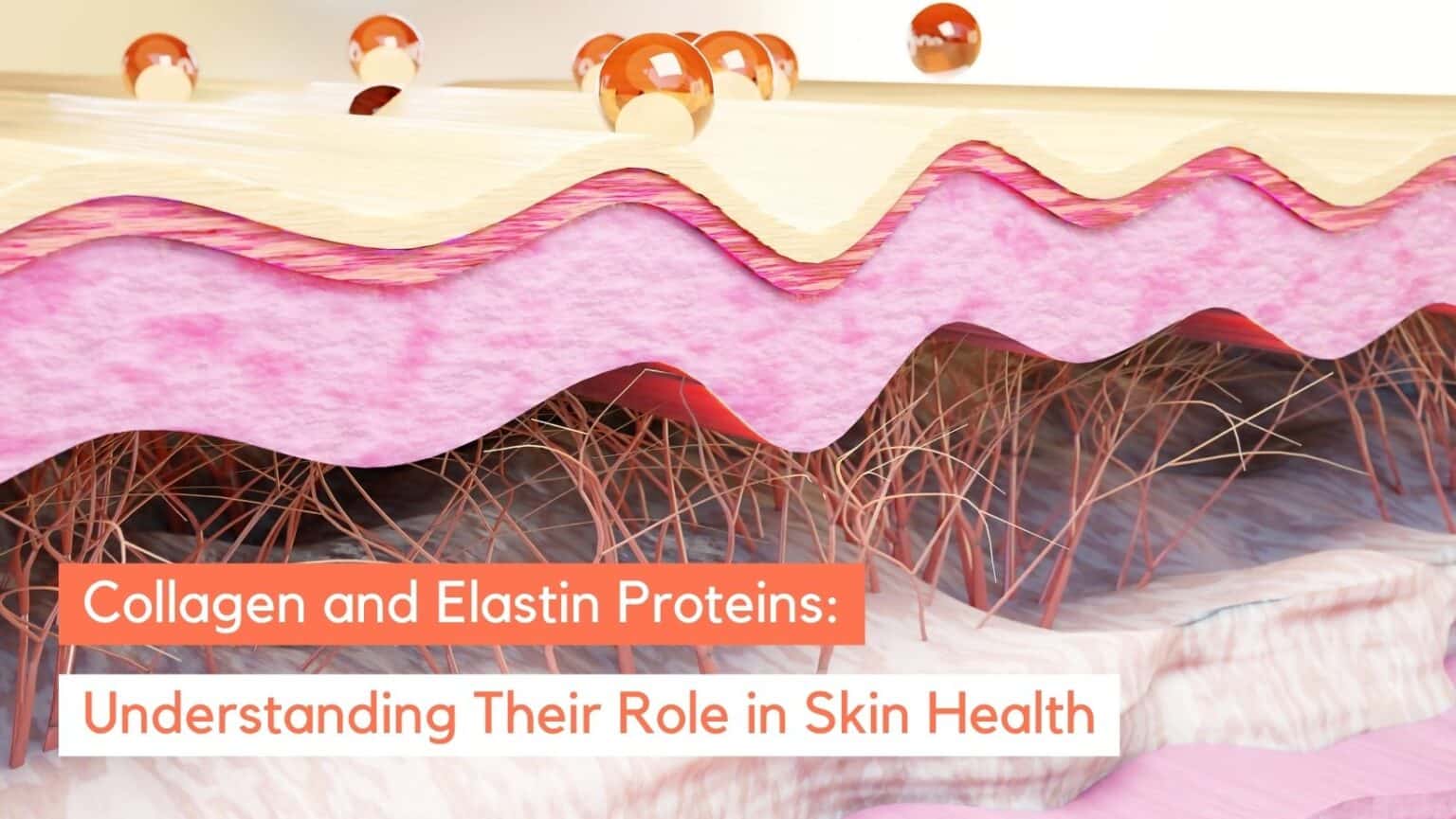 Collagen and Elastin Proteins: Essential Guide for Healthy Skin – Organixx