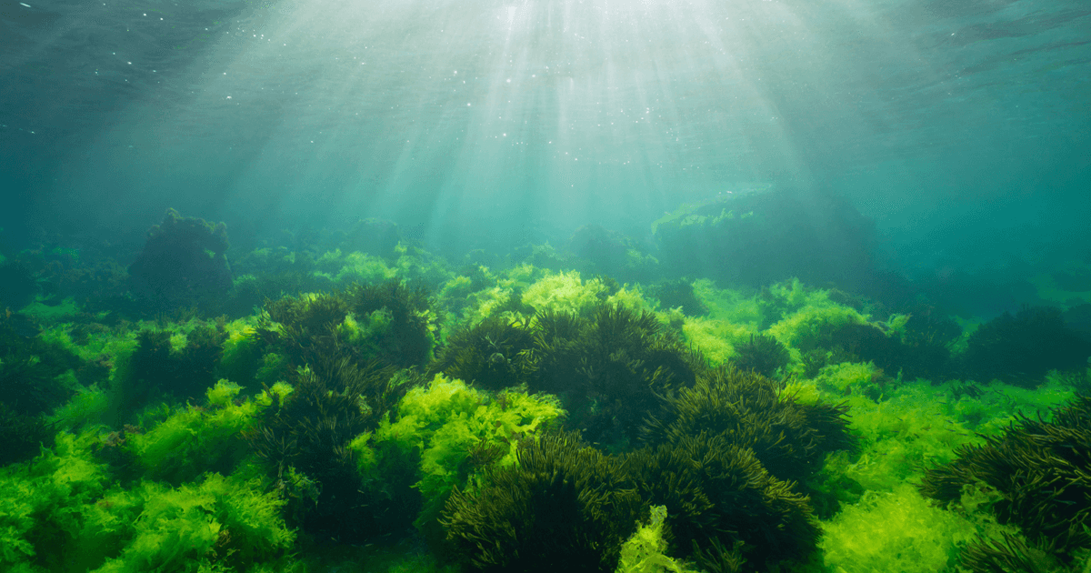 The Algae Mystery: How Plants Can Mimic Sunlight to Provide Vitamin D3 ...