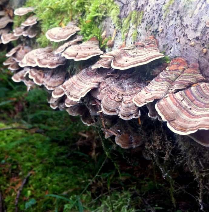 Can Turkey Tail Mushrooms Aid in the Fight Against Cancer? – Organixx