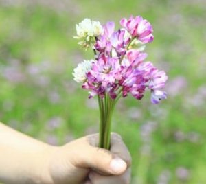 Astragalus: Super Root for Lifelong Wellness – Organixx