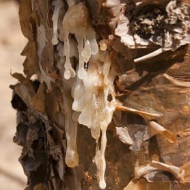 Frankincense Tree: The Amazing Desert Treasure with a Story to Tell ...